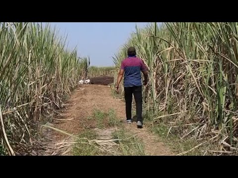 SHETKARI 🌾 one day with friends farmhouse " shri " daily routine life ...