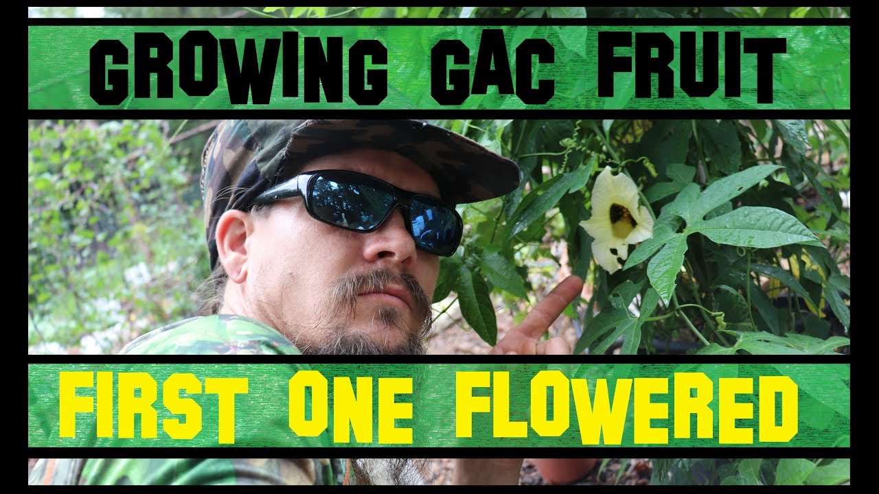 GROWING GAC FRUIT - THE FIRST PLANT FLOWERED - YouTube
