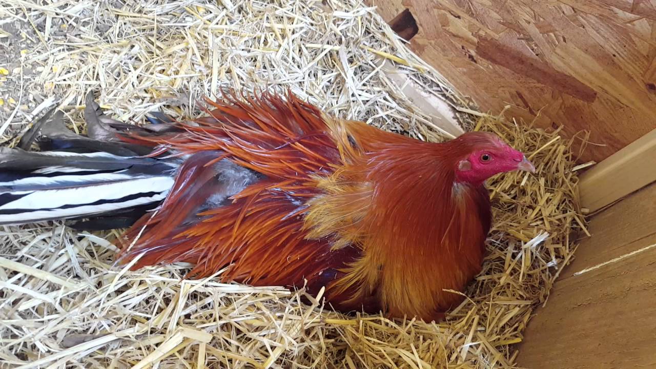 Lacy Roundhead Brood cock - YouTube
