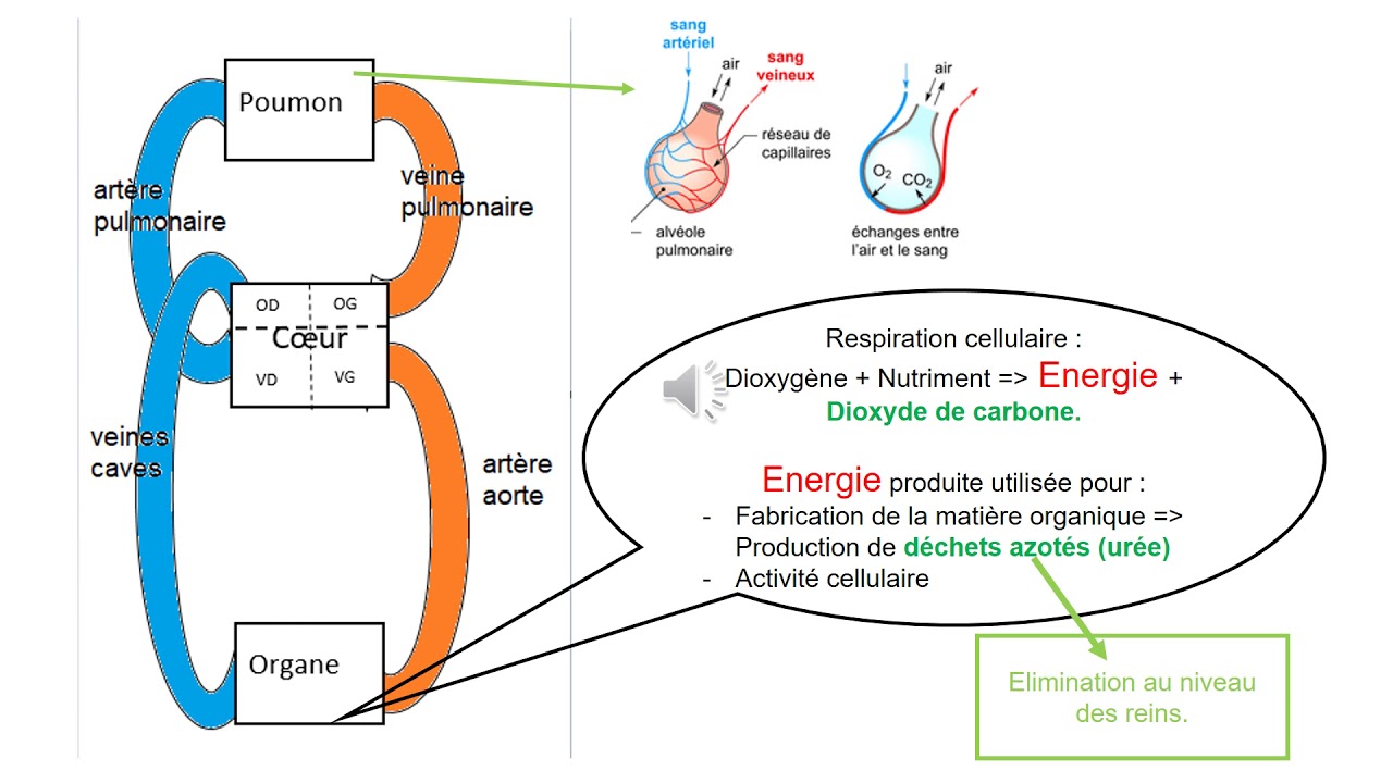 chapitre nutrition et organisation des animaux(quatrième) - YouTube
