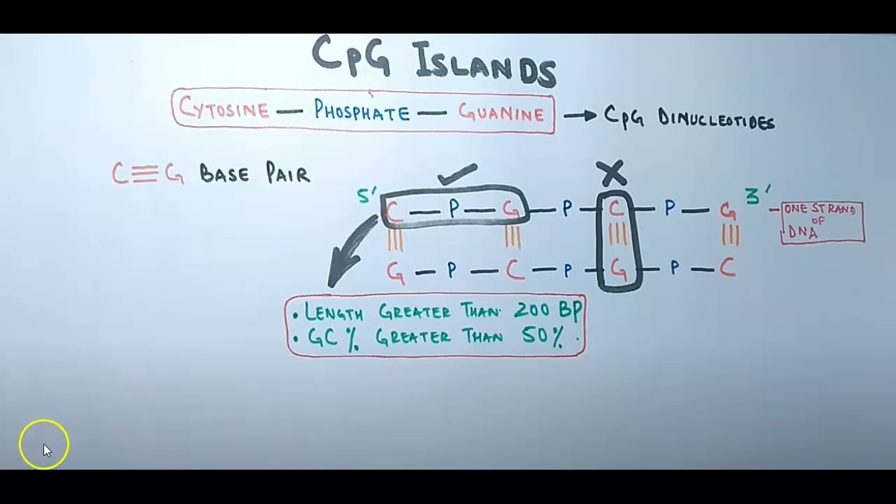 CpG Islands and methylation - YouTube