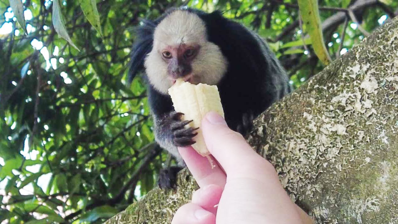 🇧🇷Macacos vieram pra minha casa no Brasil!😍 - YouTube