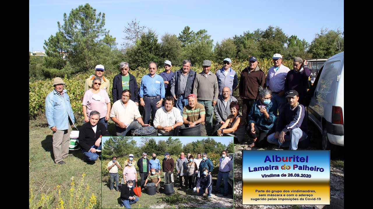 Alburitel-Lameira do Palheiro - Vindima de 2020 (26/09/2020) | P. Artur ...