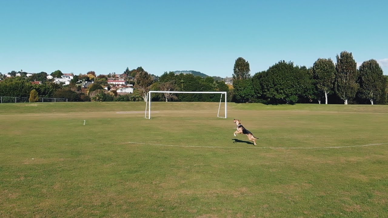 Dog catching ball slow motion - YouTube