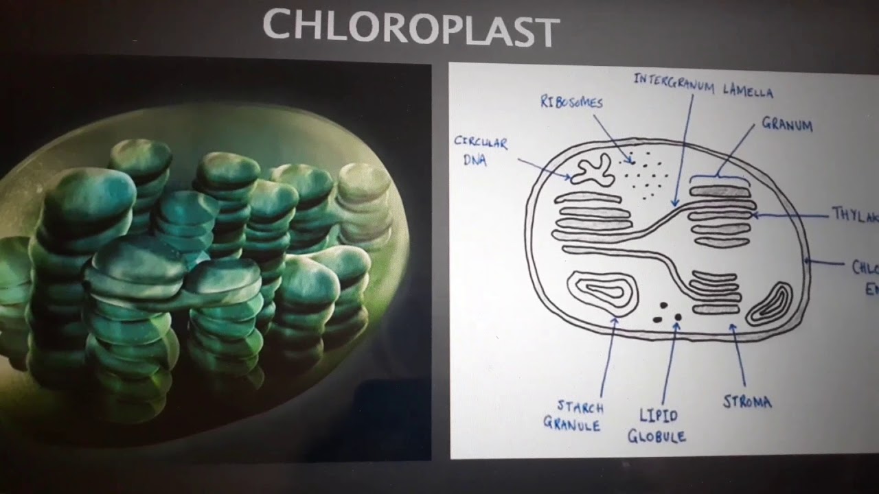 PHOTOSYNTHESIS - YouTube