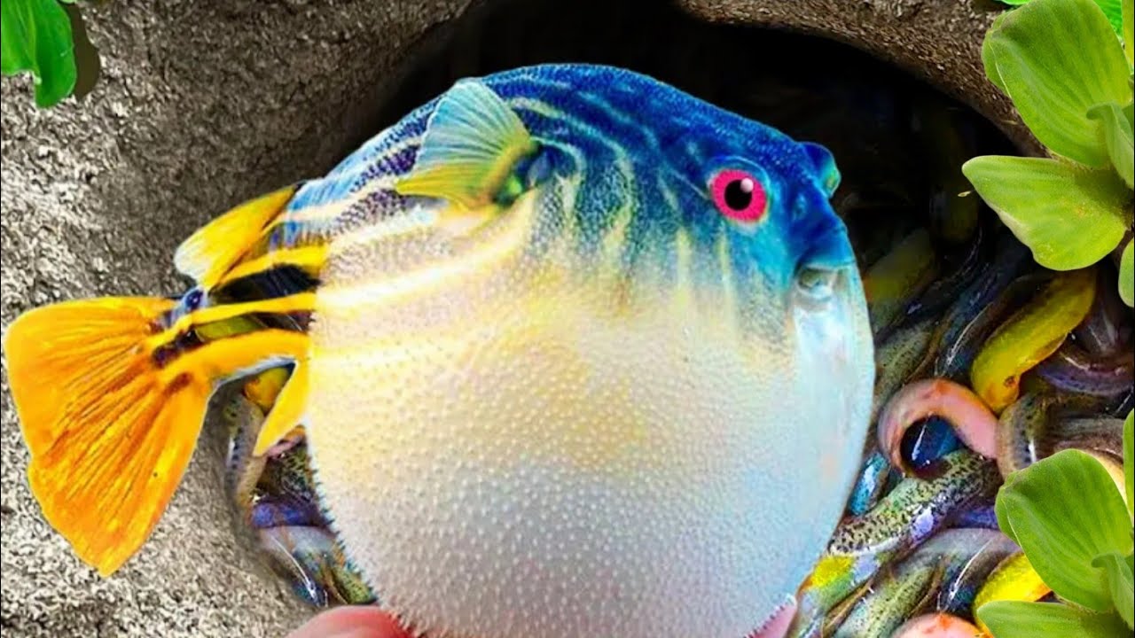 Catching Strange Fish In Giant Surprise Colorful koi, Kim Kim Fish ...