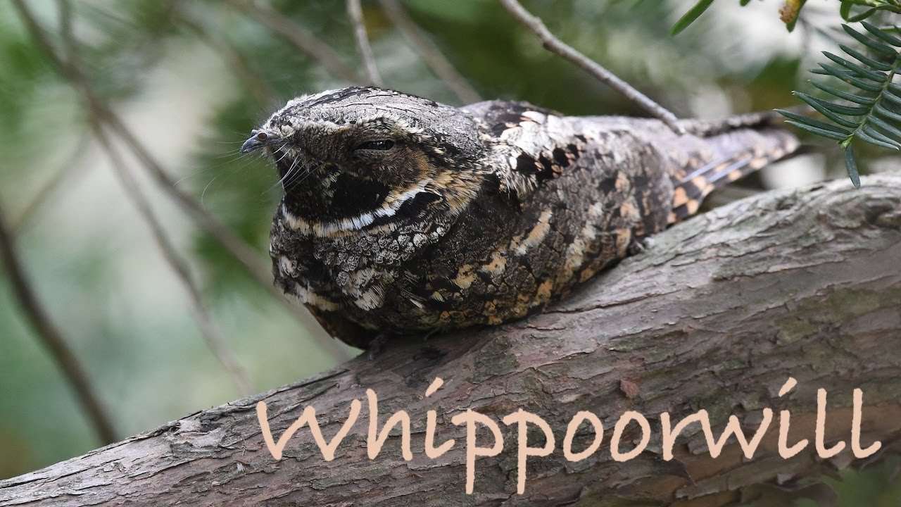 "Whippoorwill" performed by dhruva' - YouTube