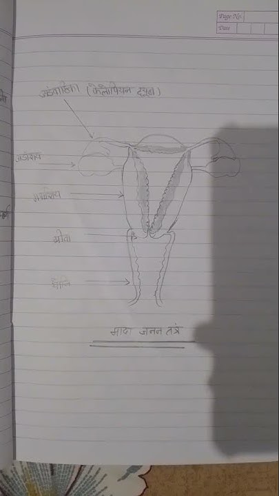 Female Reproductive System Shorts Youtube