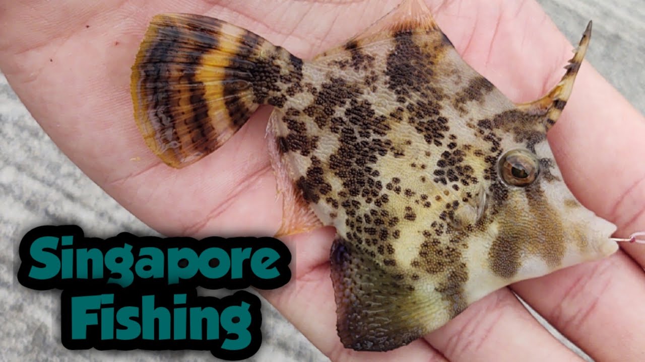 Catching New Species at Labrador Jetty | Singapore Fishing - YouTube