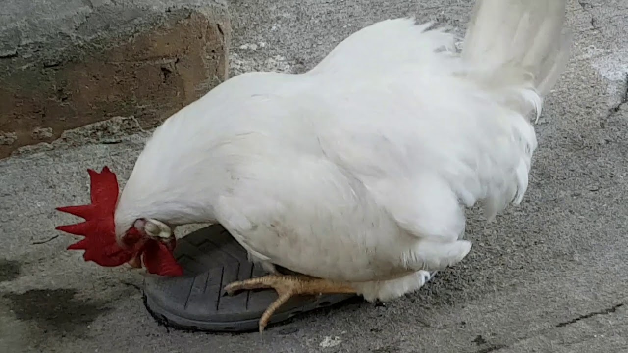 Funny Multi-colored chick (Fiesta Sisiw) trying to rape a dirty old ...