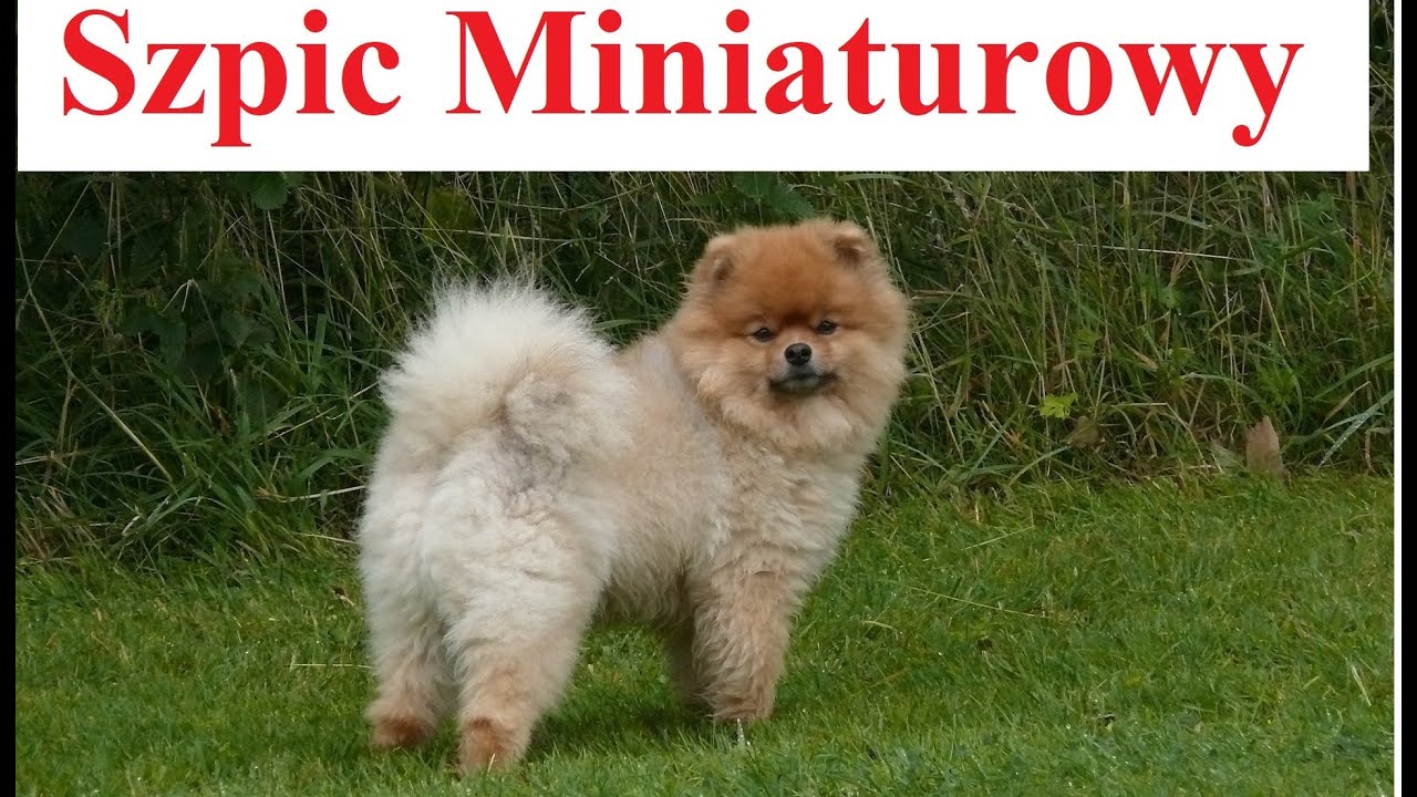 Szpic Miniaturowy - 10 najważniejszych Informacji - YouTube
