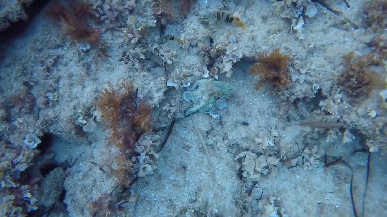 Octopus Hiding in plain site - YouTube