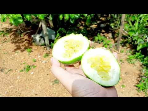 Buah MARKISA / PASSION fruit, ternyata begini rasanya😝... - YouTube