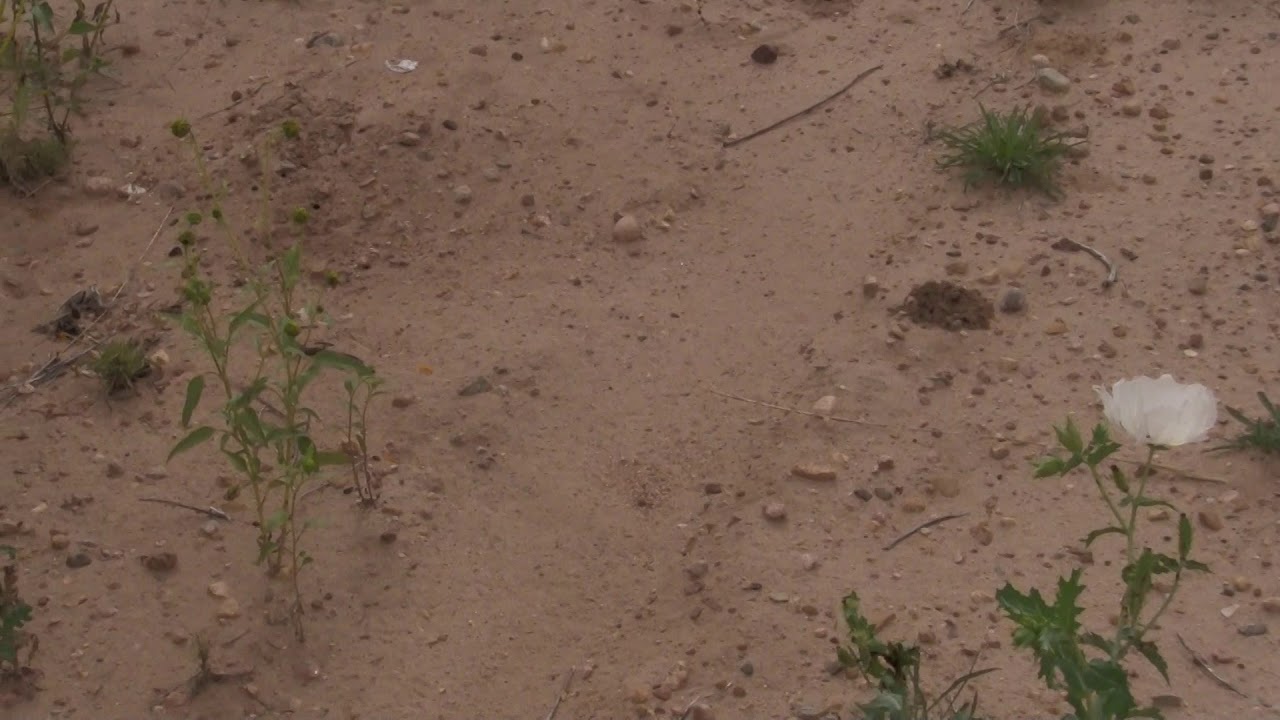 CERVI 319 CHRIS WATTS - YouTube