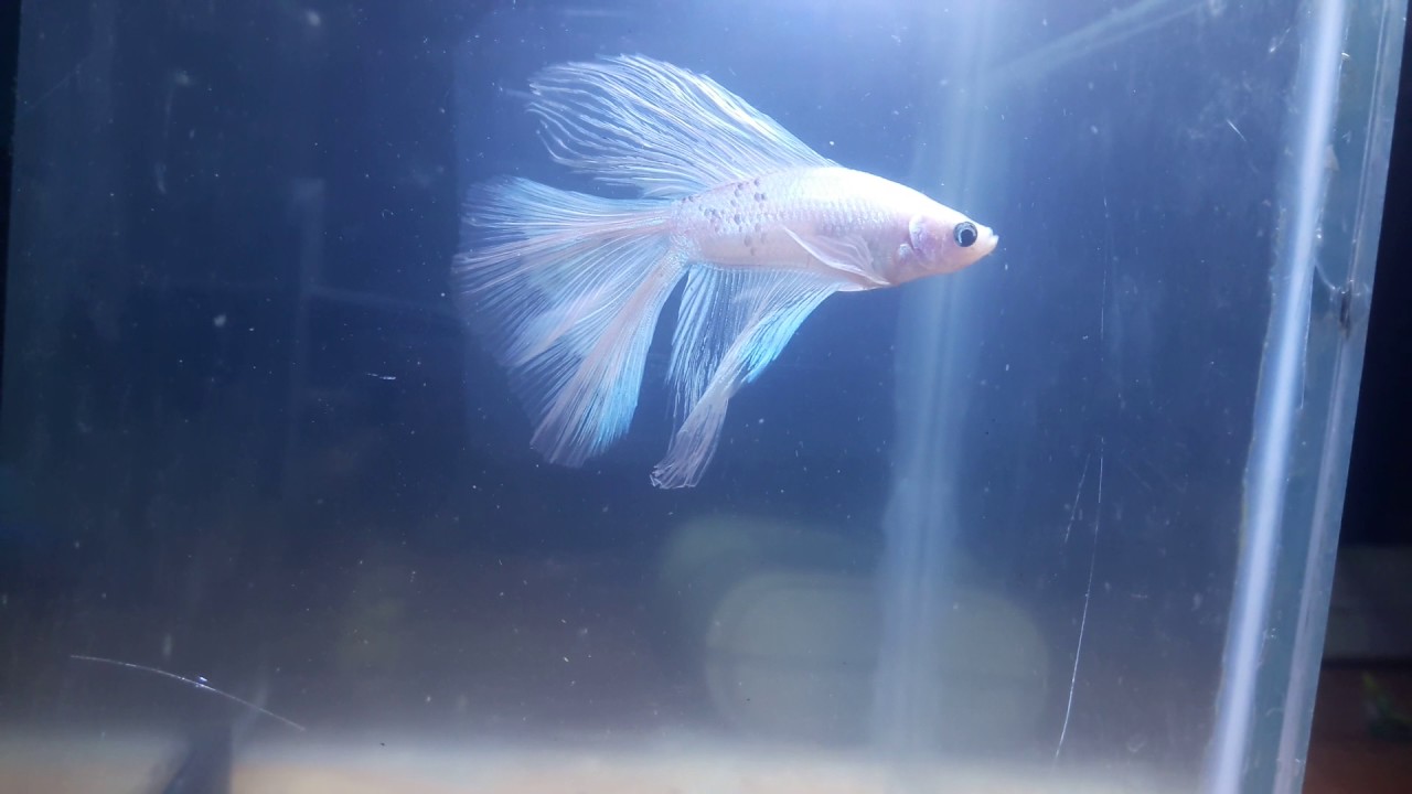 Dobletail albino betta - YouTube