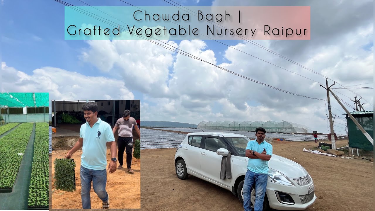 Chawda Bagh | Grafted Vegetable Nursery Raipur - YouTube