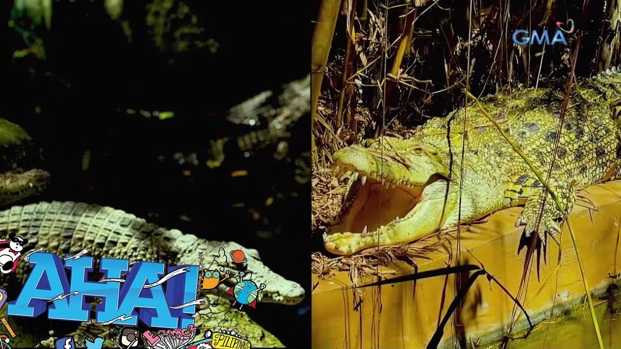 AHA!: Buwaya, dilaw ang kulay?! - YouTube