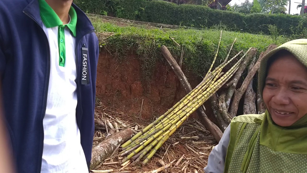 PENGGILINGAN TEBU KBA TABEK TALANG BABUNGO - YouTube