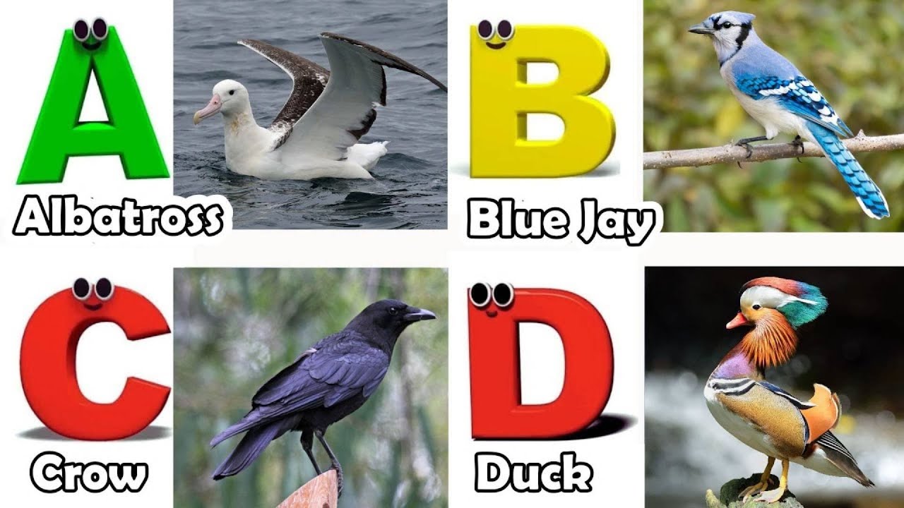 Birds ABC Song | Birds Alphabet Song for Kids | Alphabet Letters ...