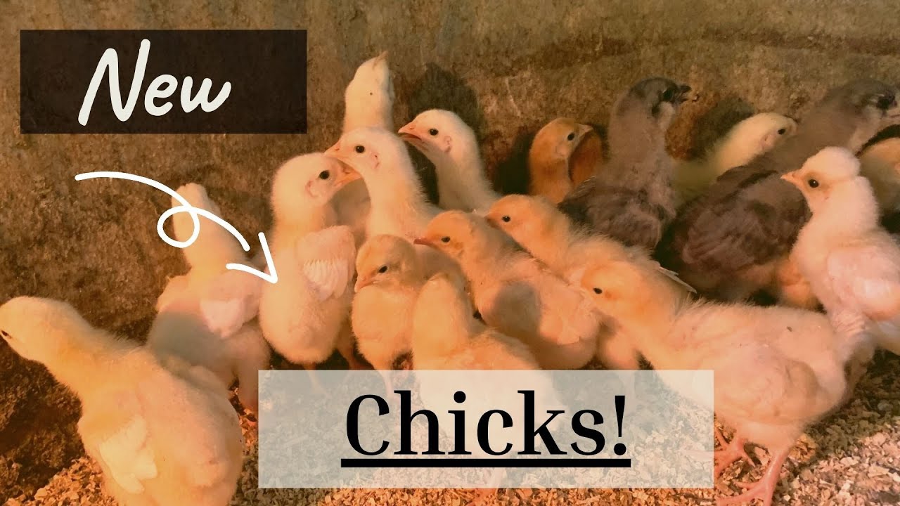 Homestead Update: New Chicks in the Mail! - YouTube