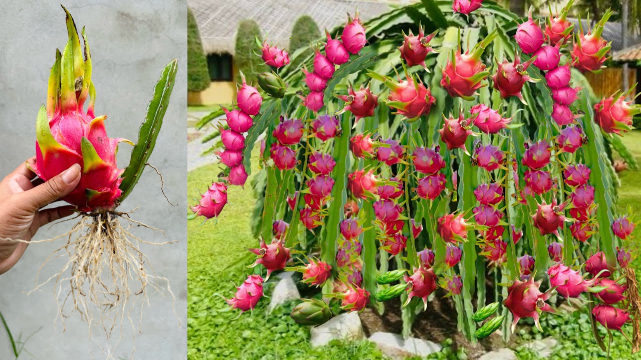 How To Grow Dragon Fruit To Dragon Tree Using Aloe Vera and pumpkin ...