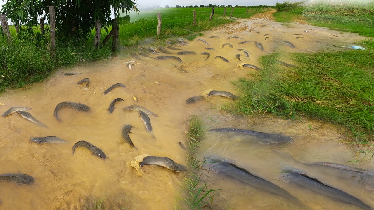 Top 3 Fishing On The Road! Amazing Fishing A Lot Of Fish On The Road ...