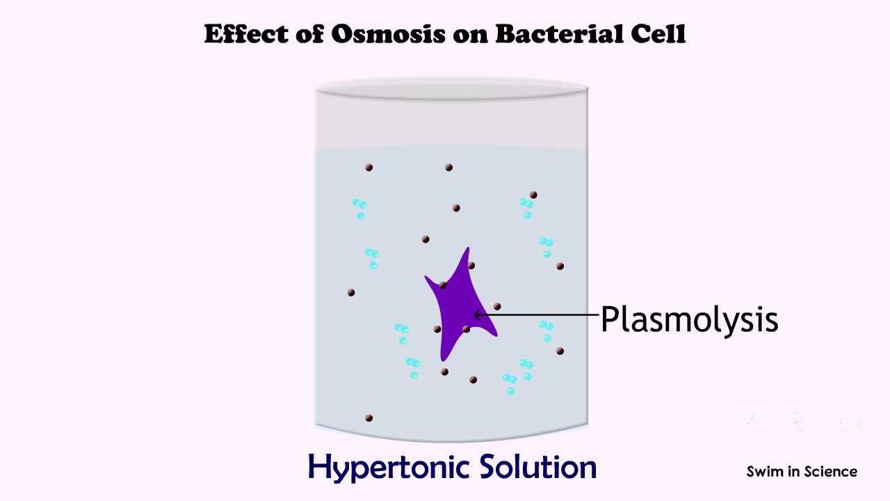 Effect of Osmosis on bacterial cell - YouTube