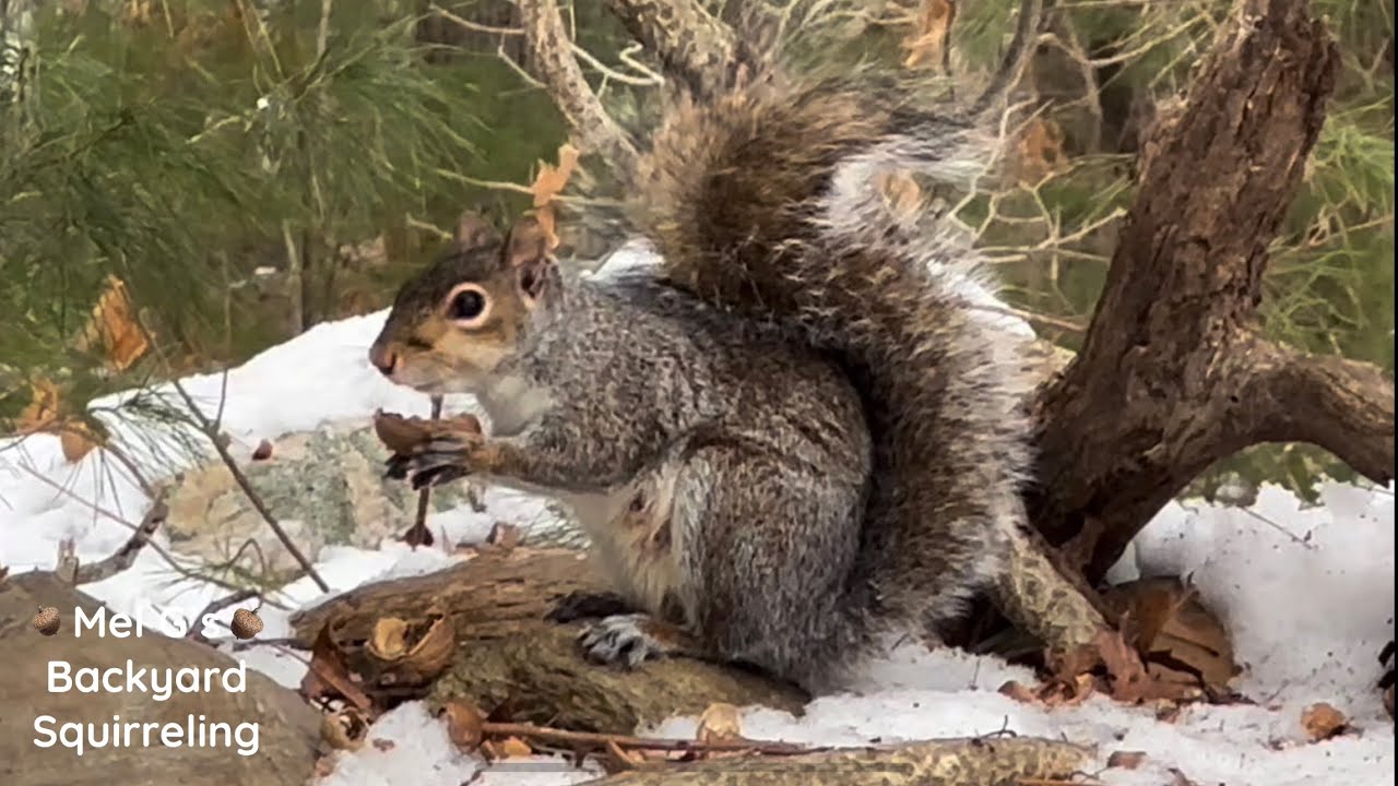 Good Morning Mama Squirrel! - YouTube