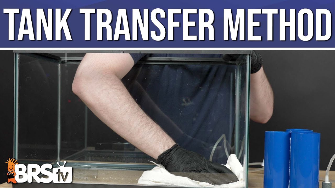 Knock Out Saltwater Fish Ich Using the Tank Transfer Method? Ep: 11 ...
