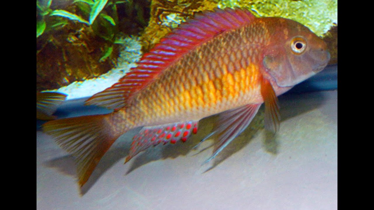Tropheus Moorii Red Rainbow Kasanga Wild 3M+14F - YouTube