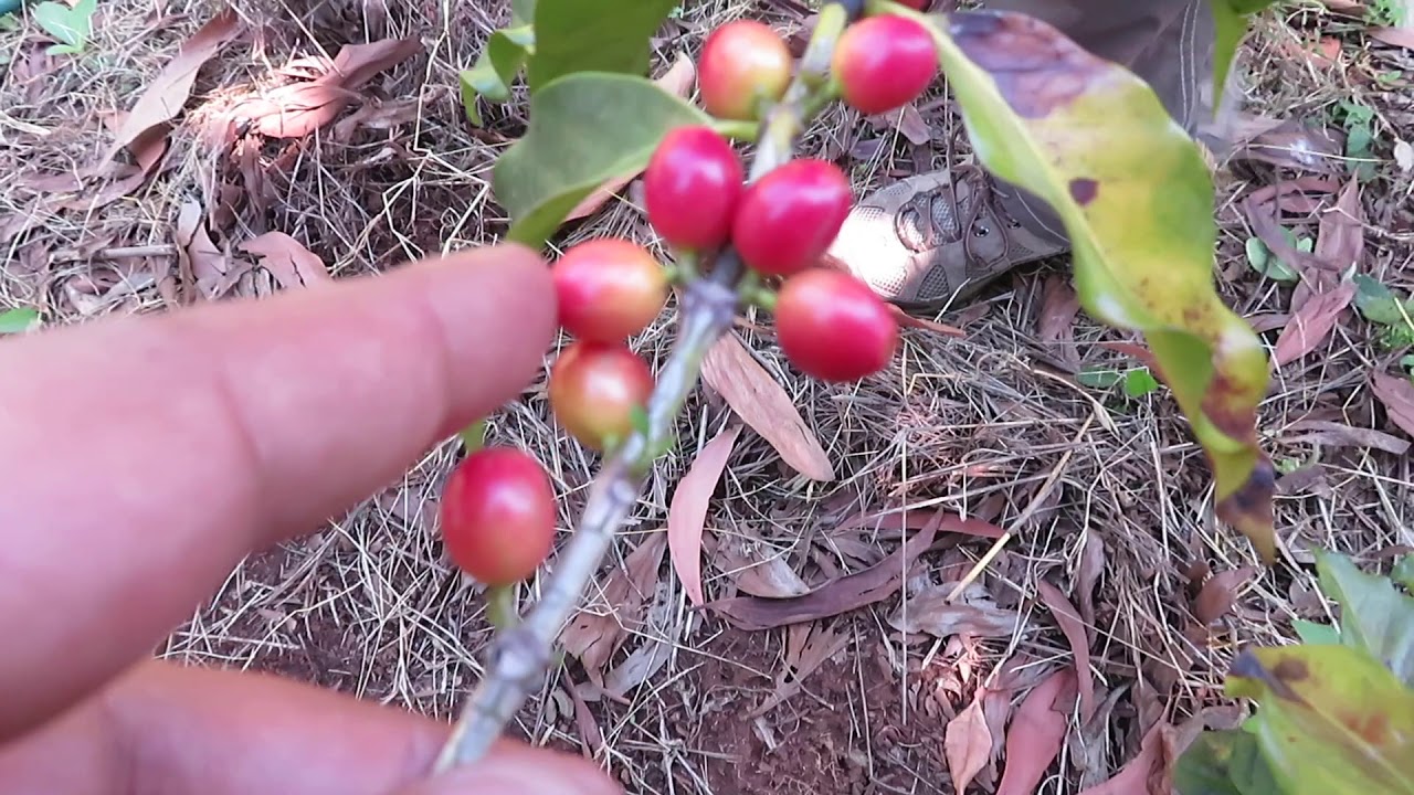 Zebu coffee farm. Madagascar - YouTube