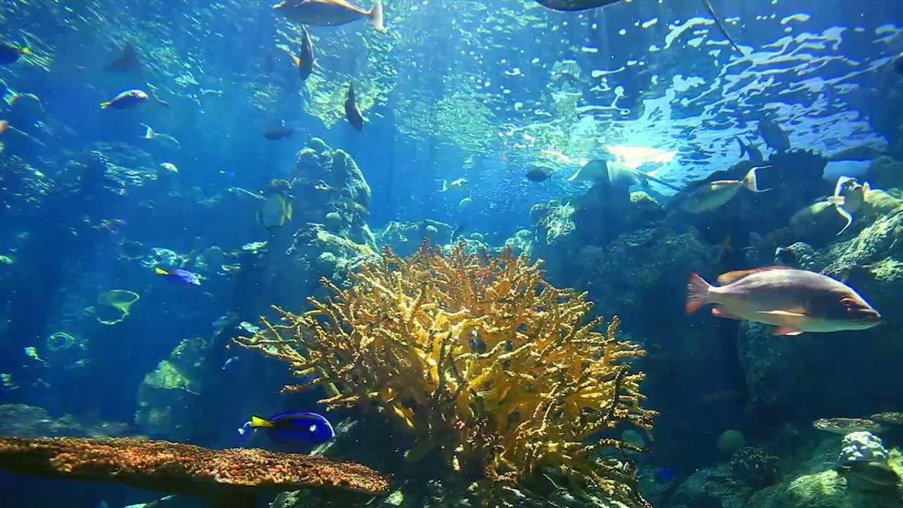 Les poisson qui nage - YouTube