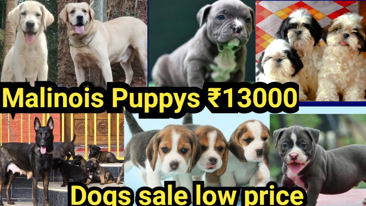 Belgium Malinois Puppys ₹13000🚨American bully puppys 8500🔥Beagle |Lab ...