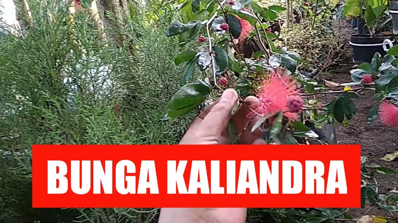BUNGA KALIANDRA - YouTube