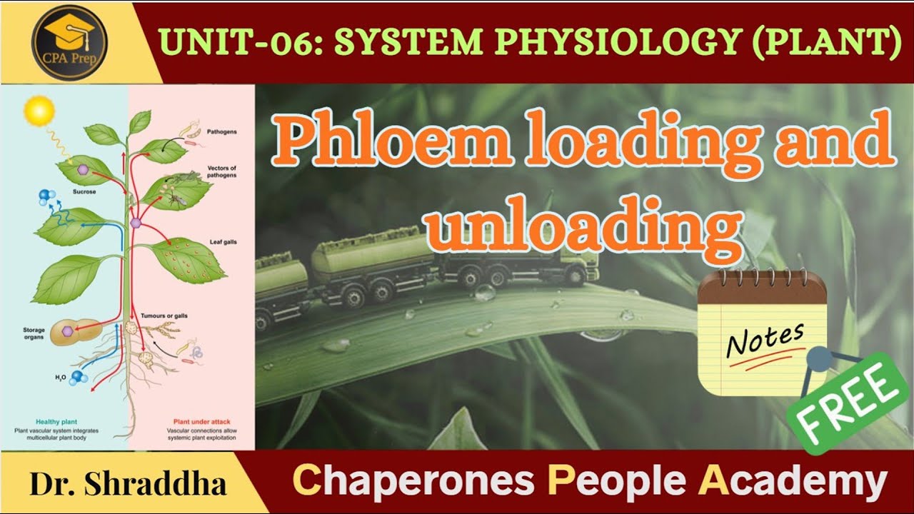 Phloem Loading & Unloading | Transport in Plants | CSIR NET Life ...
