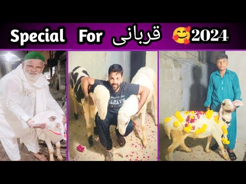 Qurbani 2024 |Qurbani Video |Hammad Ansari Video - YouTube
