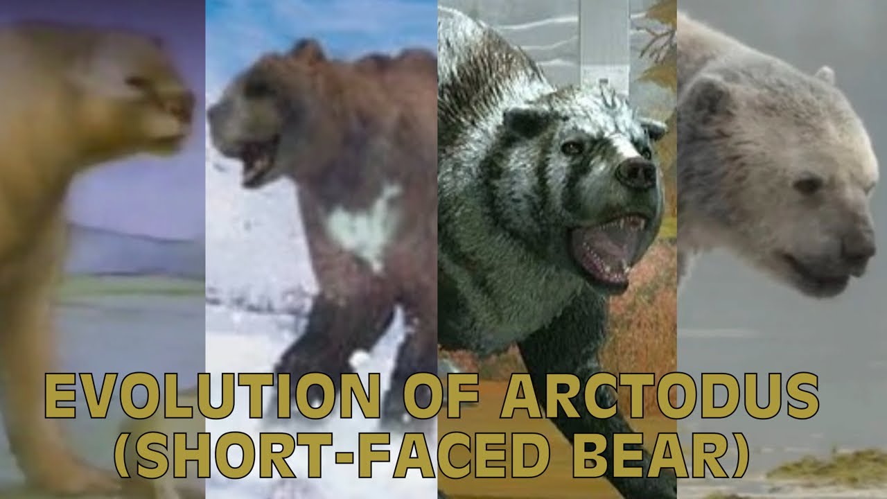 Evolution Of Arctodus (Short Faced Bear) In Paleo Media (FT ...