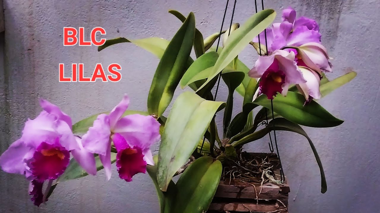 BLC. LILÁS - YouTube