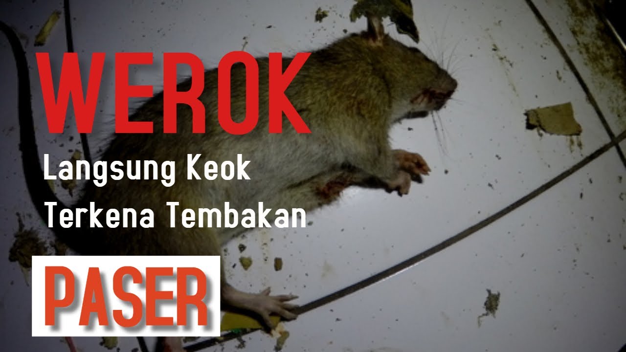 BERBURU TIKUS WEROK MENGGUNAKAN PASER ROJONG - NEMBAK WEROK - YouTube