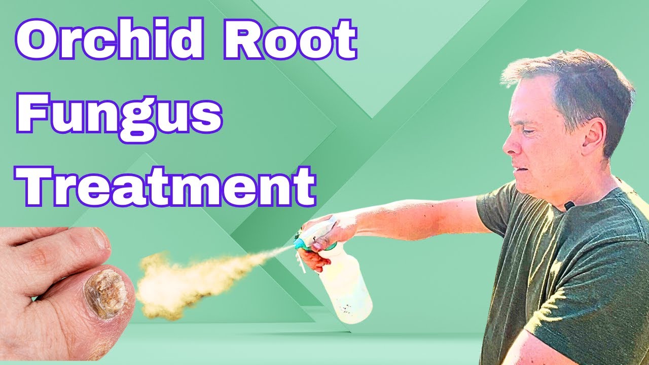 Using Banrot and Thiomyl to Kill Fungus on Orchid Roots - YouTube