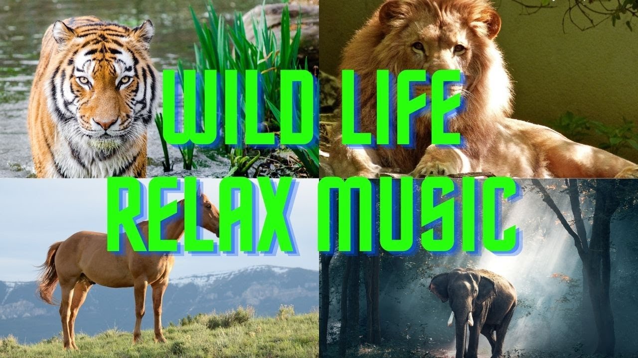 Wildlife animals Video I Relax Music I Amazing Wildlife Relax feel the ...