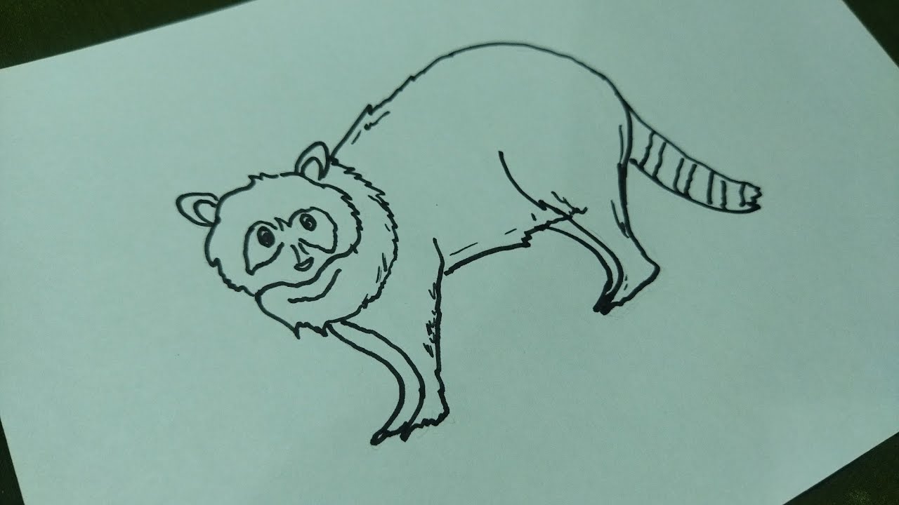 raccoon | how to draw a raccoon picture | easy way to draw a raccoon ...