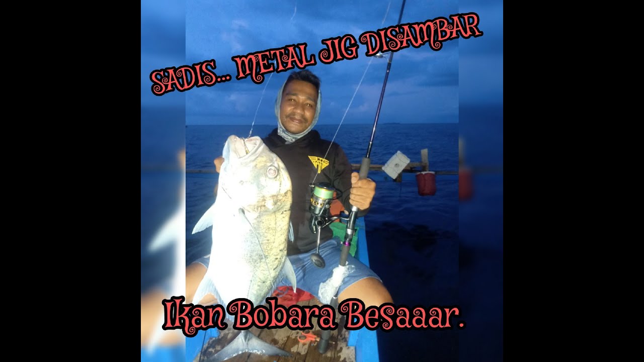 BABON IKAN BOBARA‼️ #fishing #mancing #fish #viral - YouTube