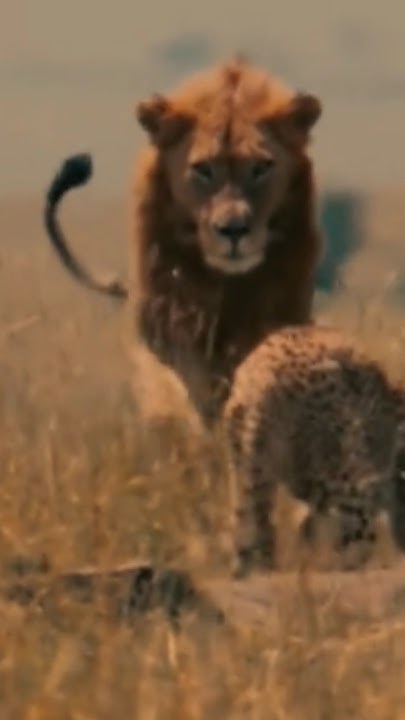 صراع الملوك! لحظة هجوم أسد شرس على فهد جائع في البرية! 🦁 - YouTube