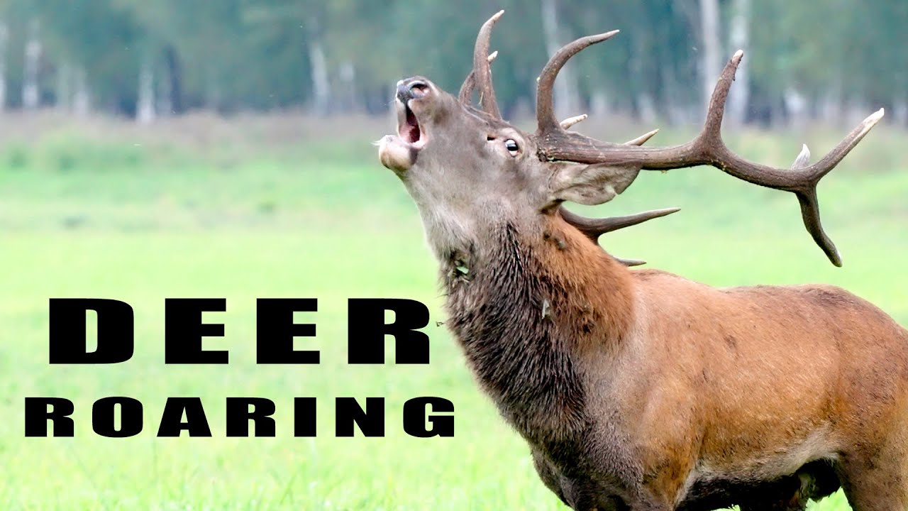 Animal sounds - roaring red deer during rutting season - YouTube