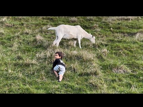 William chasing a goat and try to riding !!!! - YouTube