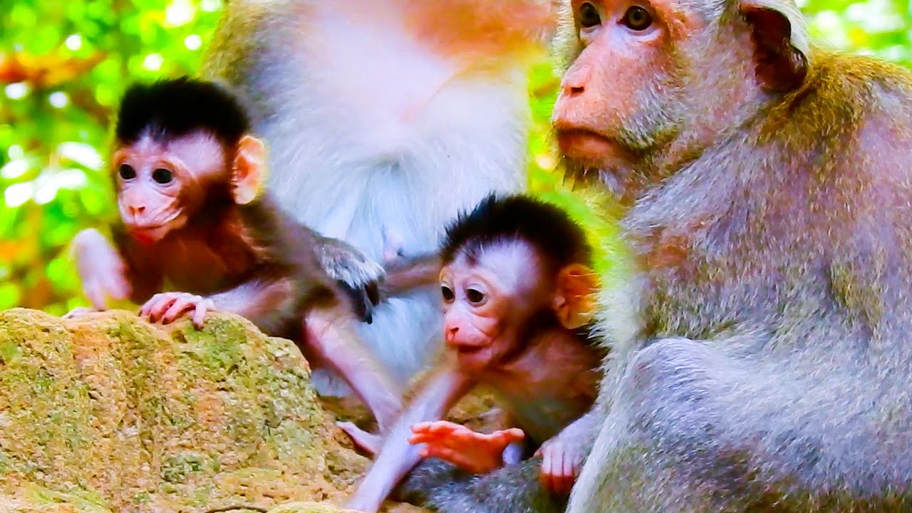 Baby Ara Play with baby Tilly So very happy - YouTube
