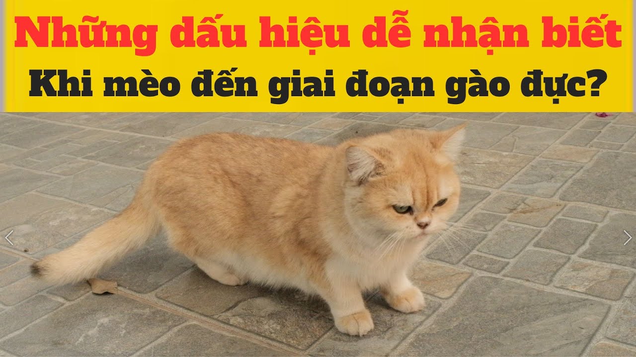 Những dấu hiệu dễ nhận biết mèo gào đực - YouTube