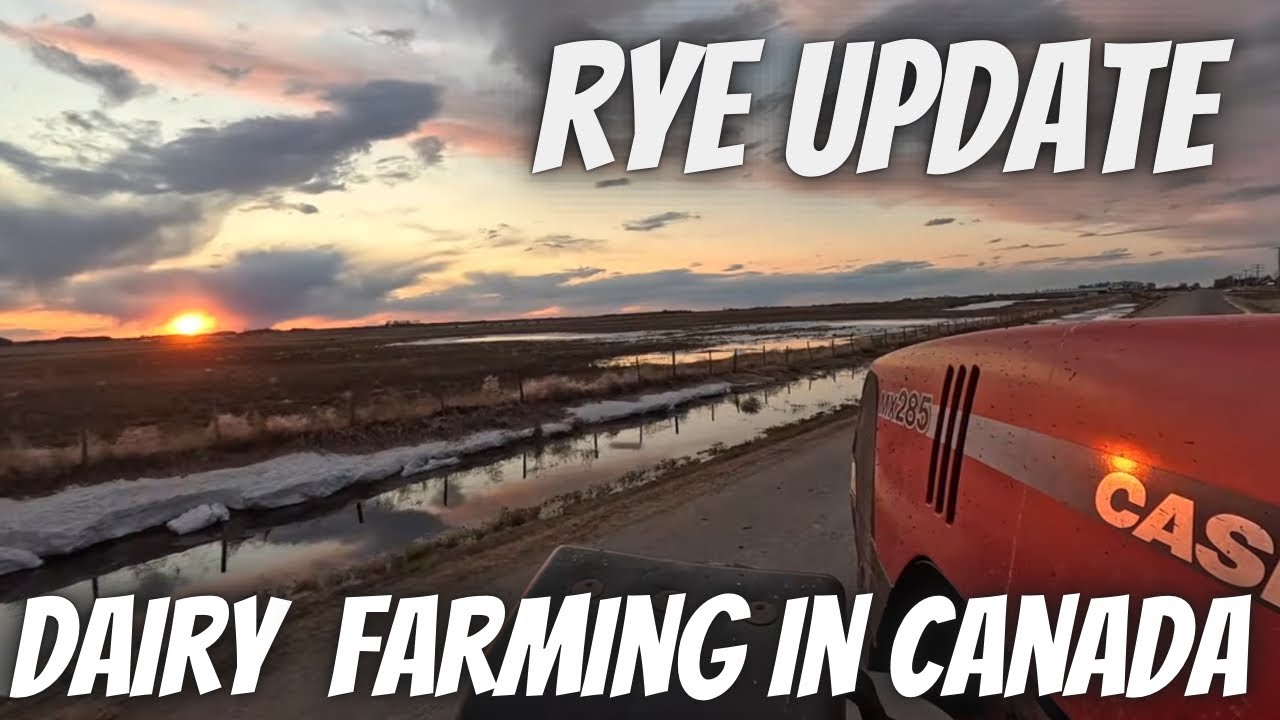 Did Our Fall Rye Survive Winter?? - YouTube