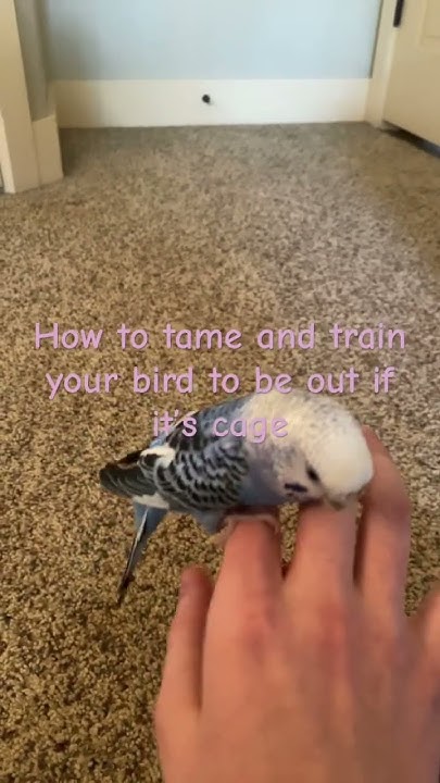 How to train your bird to be out of its cage #birdtalk #birdspotter # ...